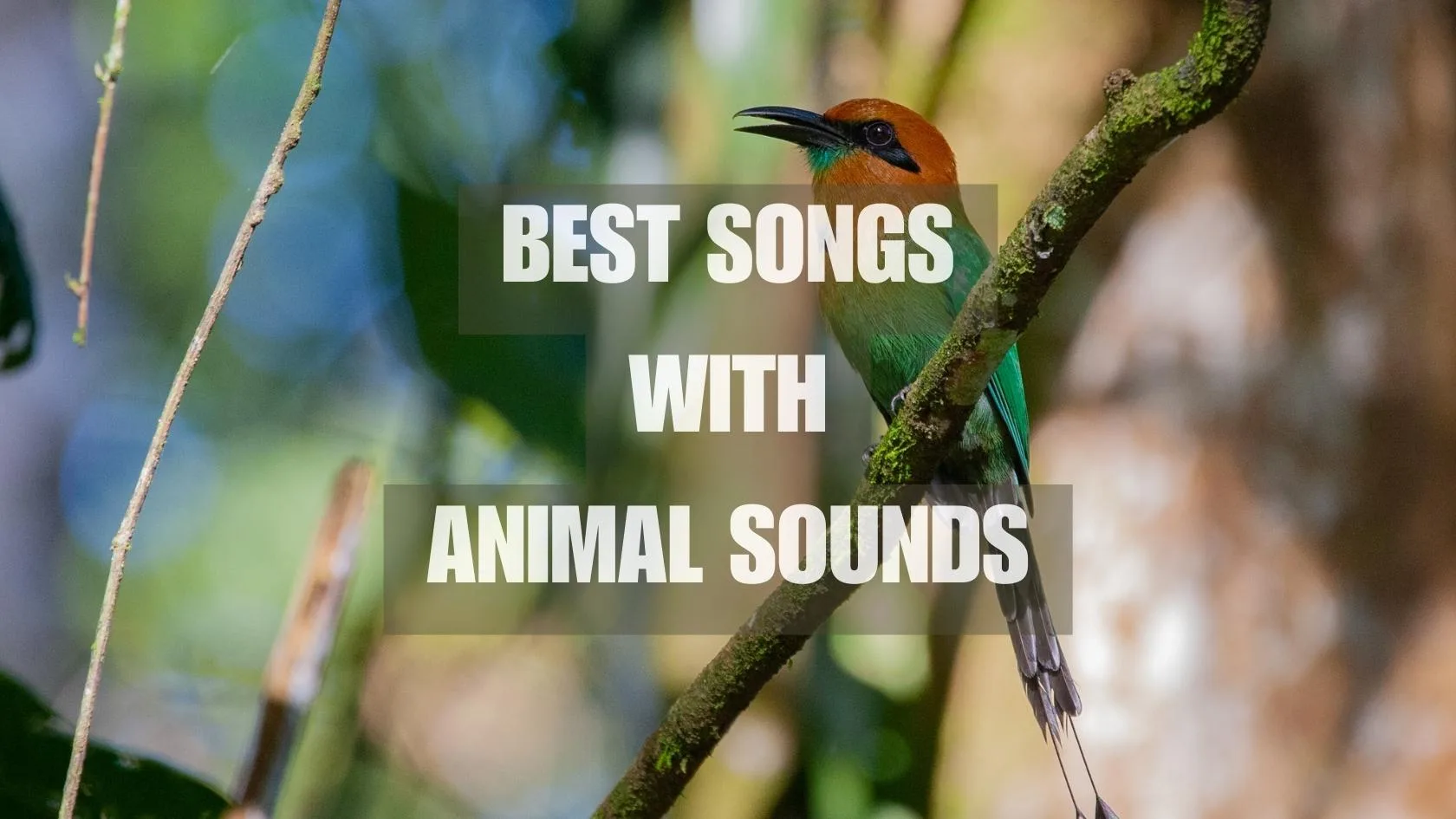 19 Best Songs With Animal Sounds Real Noises 
